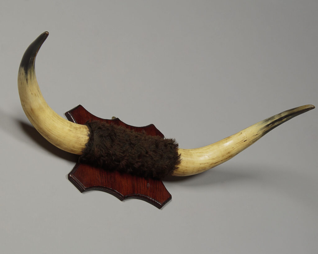 Mounted Welsh Cattle Horns c.1950 - Collinge Antiques