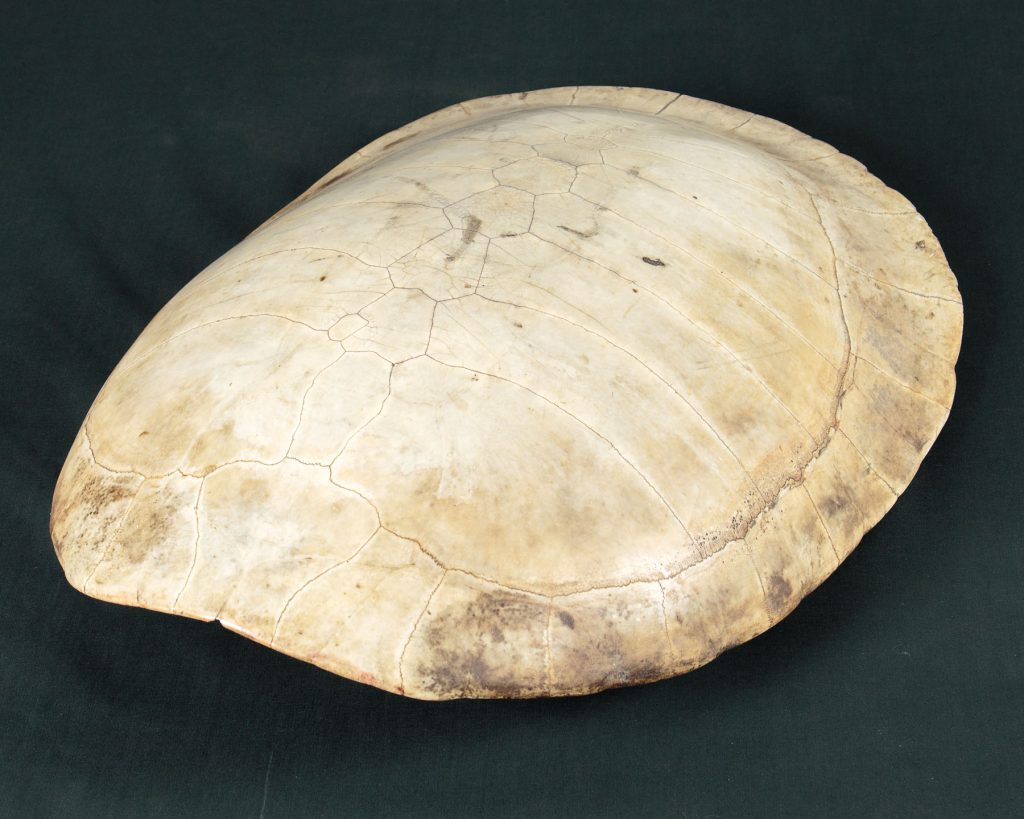 19th.c. Blonde Turtle Shell - Collinge Antiques