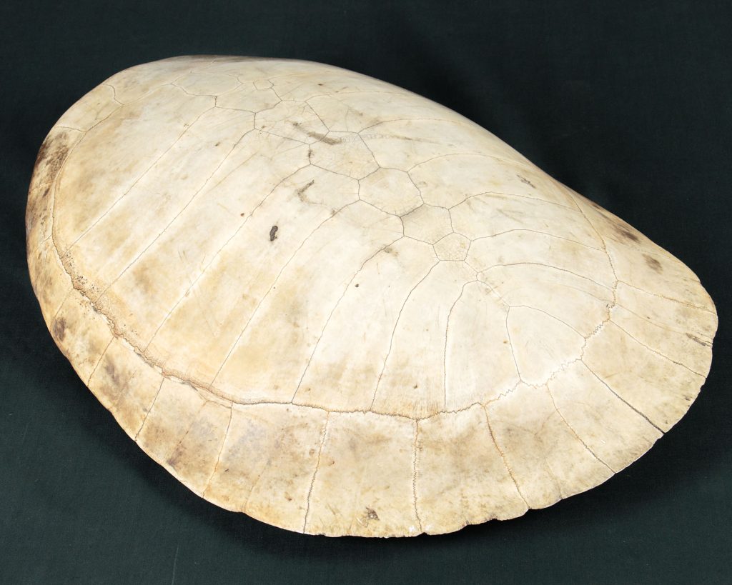 19th.c. Blonde Turtle Shell - Collinge Antiques