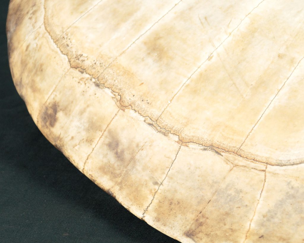 19th.c. Blonde Turtle Shell - Collinge Antiques